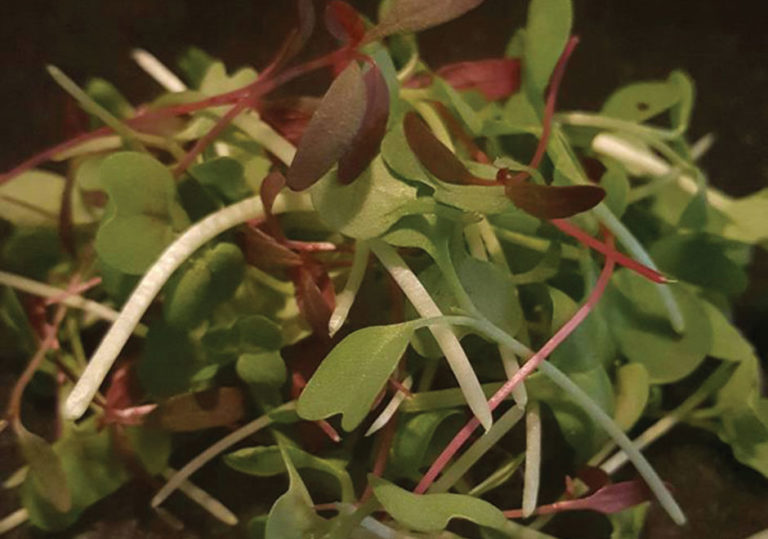 What We Grow - Cahaba Clubs Herbal Outpost