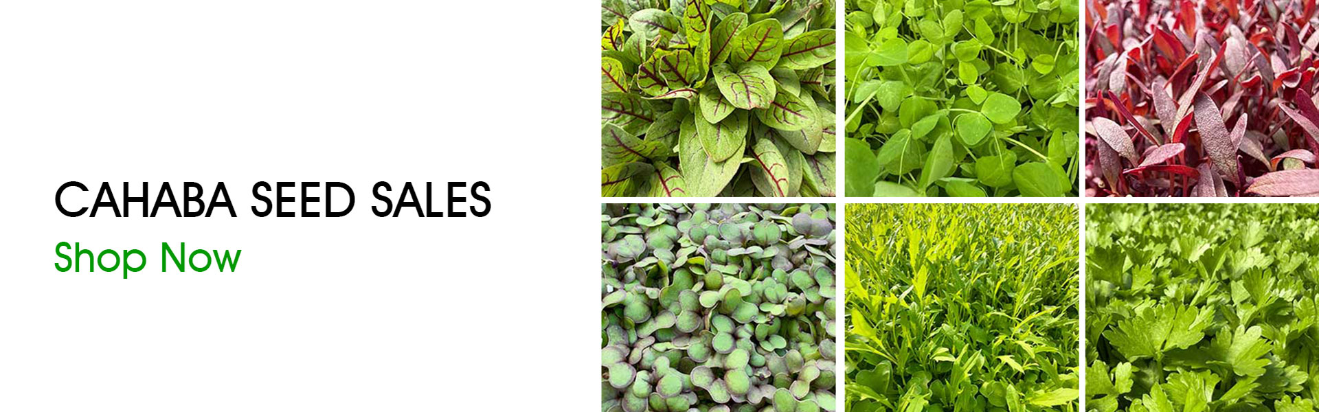 Cahaba Clubs Herbal Outpost - Microgreens & Edible Flowers - Cahaba ...